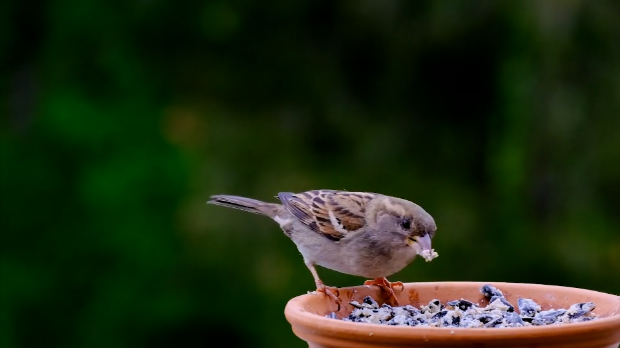 Vrabac je ptica koja prati čoveka, ipak - dživdžana je sve manje ...