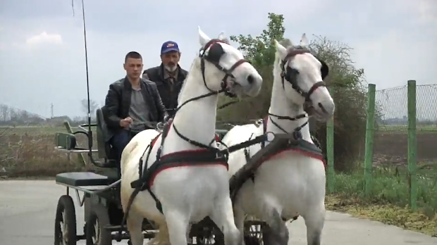 Bat konja čuće se daleko - u Crepaji poslednje pripreme za Fijakerijadu ...