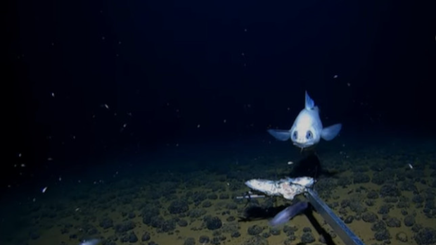 Morska riba- puž „pliva“ na 8.336 metara u dubinama okeana | Priroda | RTS