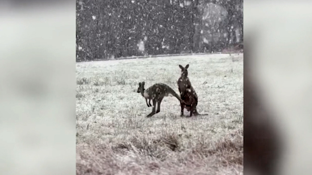 РТС :: Природа :: Како се кенгури радују снегу и изненадним пахуљама