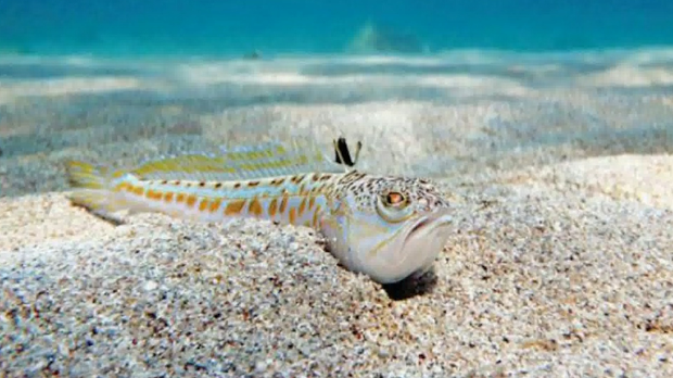 Riba zmaj živi u moru i otrovna je, ako je zgazite pravac kod lekara ...