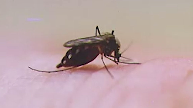 Kako da znate da li vas je ujeo komarac ili buba „klintonka“ | Priroda ...