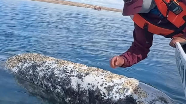 RTS :: Priroda :: Sivi kit izronio do broda da mu kapetan skine vaši sa ...