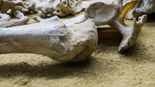 RTS :: Nauka :: Butna kost napravila čudan preokret – otkud zapravo ...