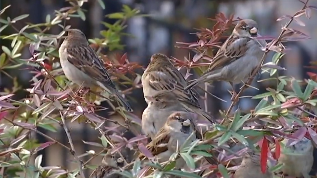 Gde su nestali beogradski vrapci | Priroda | RTS