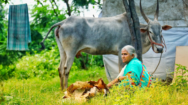 Чега нас је кроз историју коштало припитомљавање животиња | Живот | РТС