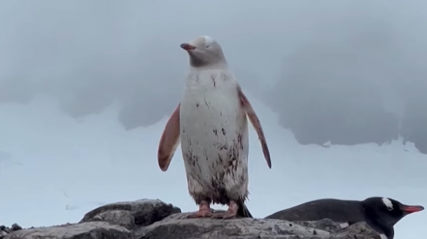 РТС :: Природа :: Редак бели пингвин прошетао Антарктиком