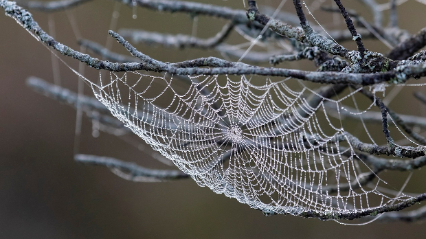 Kako zvuči paukova mreža – trodimenzionalno pletenje kao unikatna notna ...