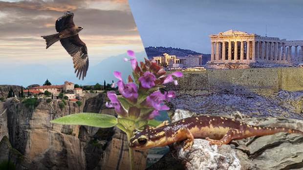 Како je заштита Акропоља и Метеора сачувала грчке гуштере и орлове ...