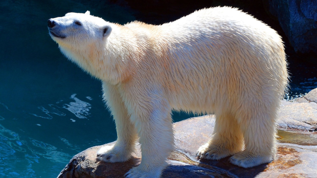 Уколико лед настави да нестаје бели медведи ће умирати од глади ...