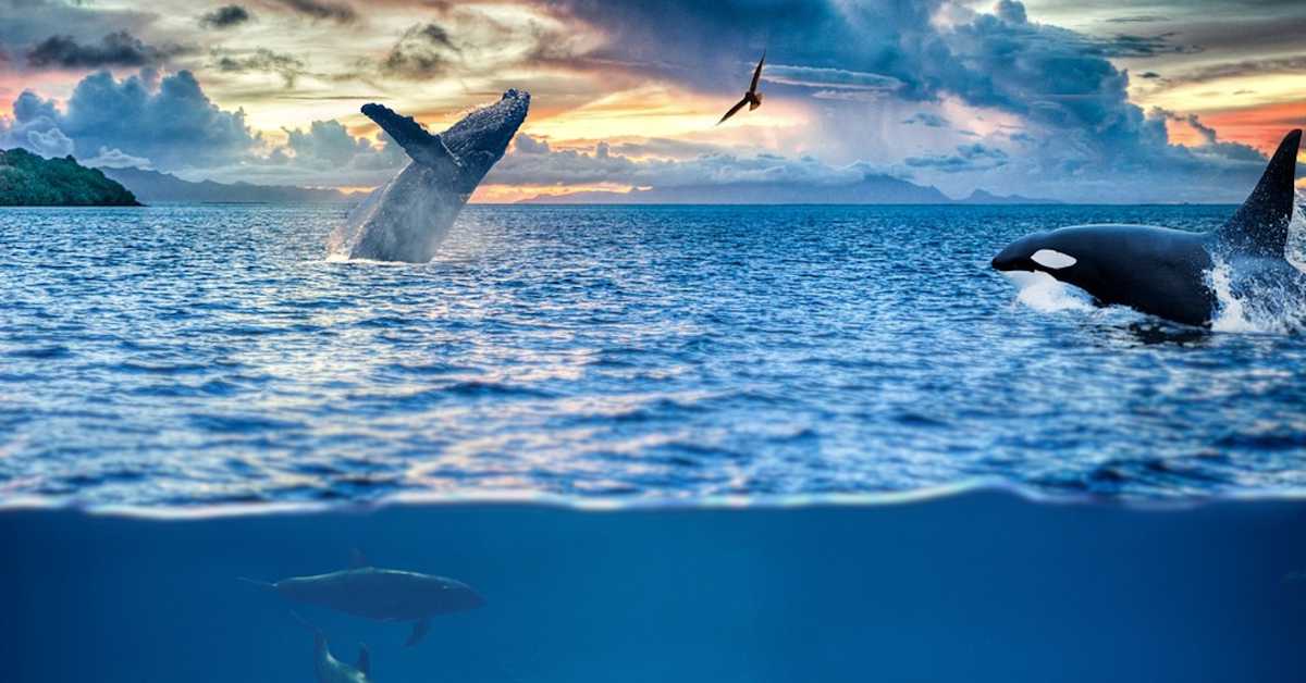 Zašto kitovi-ubice nose „šešire od lososa" | Priroda | RTS