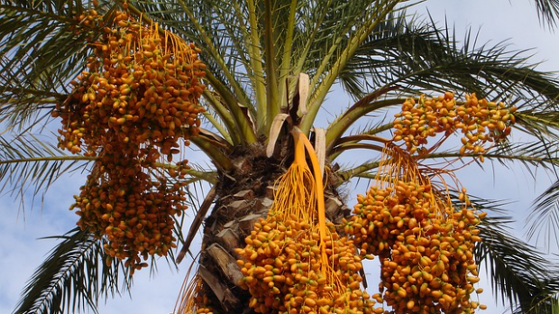 Urme – zdravi i slatki zalogaji, pomalo zaboravljeni - Naslovi.net