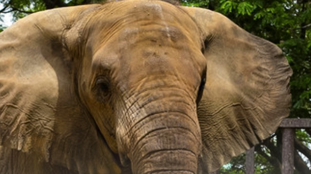 Slonica Sonja uginula u Safari parku u Karačiju | Priroda | RTS