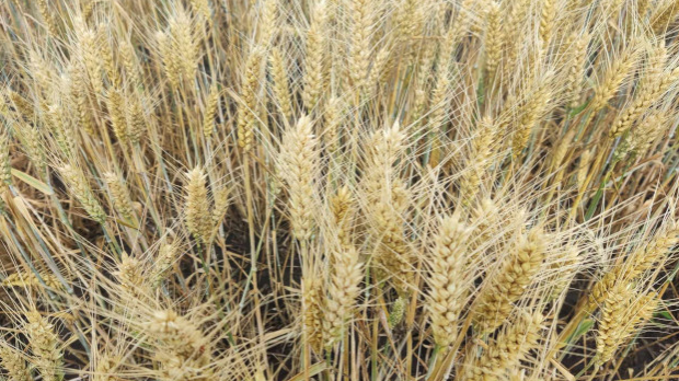 Cena pšenice na svetskim berzama raste – hoće li biti zarade za ...