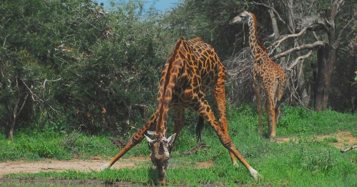 Познате су по дугом врату, али зашто жирафе имају тако дуге ноге ...