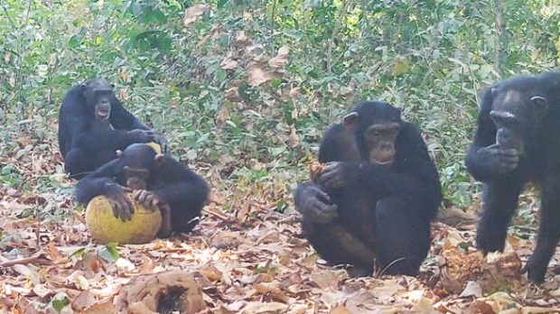 Уздравље! Шимпанзе снимљене како деле ферментисано воће | Природа | РТС