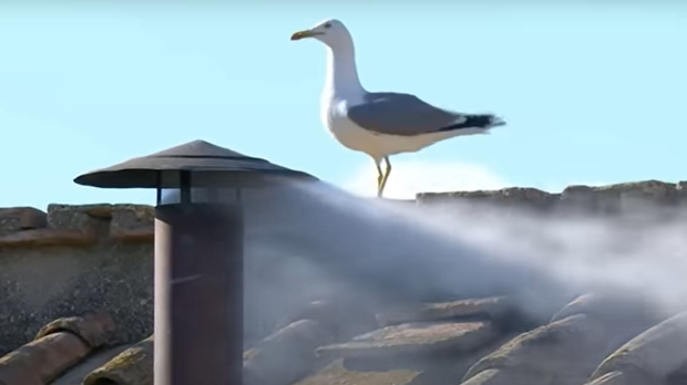 Галеб постао звезда конклаве и белог дима | Занимљивости | РТС