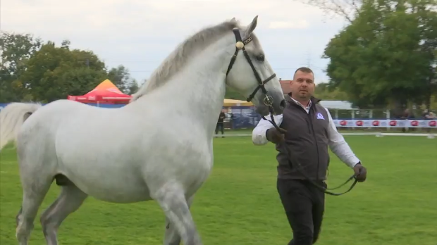 Кас достојан царског двора – више од 150 липицанера на једном месту ...