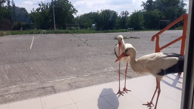 Da li rode, koje su tu prvi put svile gnezda, nagoveštavaju više dece u ...