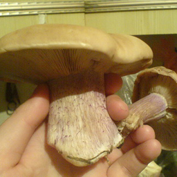 РТС :: Хроника :: Двоје умрло од тровања гљивама