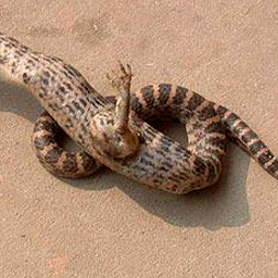 RTS :: Zanimljivosti :: Zmija sa nogom i kandžom