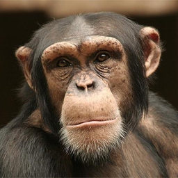 RTS :: Zdravlje :: Otkrivena još jedna tajna ljudskog mozga