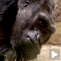 RTS :: Zanimljivosti :: Kolo dobila tortu za 53. rođendan