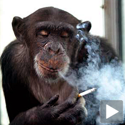 РТС :: Занимљивости :: Што мајмун види, то мајмун ради