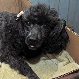 РТС :: Занимљивости :: Пудлица усвојила веверице