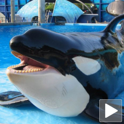 RTS :: Zanimljivosti :: Rehabilitovan kit ubica