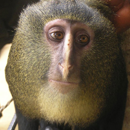 RTS :: Zanimljivosti :: Identifikovana nova, „stidljiva“ vrsta majmuna