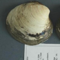 РТС :: Занимљивости :: Шкољка „Минг“ најстарија животиња!