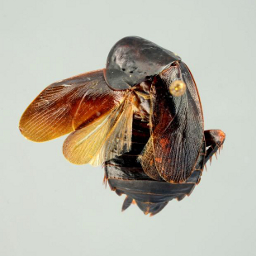 RTS :: Zanimljivosti :: Njujork: Došle bubašvabe otporne na zimu!