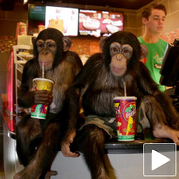 РТС :: Филм и ТВ :: Кад шимпанзе гледају „Планету мајмуна“