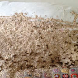 RTS :: Zanimljivosti :: Džinovski osinjak sa 5.000 osa