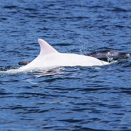RTS :: Zanimljivosti :: Albus, prvi albino delfin u Jadranu