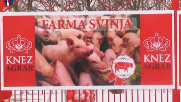 Отворена најсавременија домаћа фарма свиња | Економија | РТС