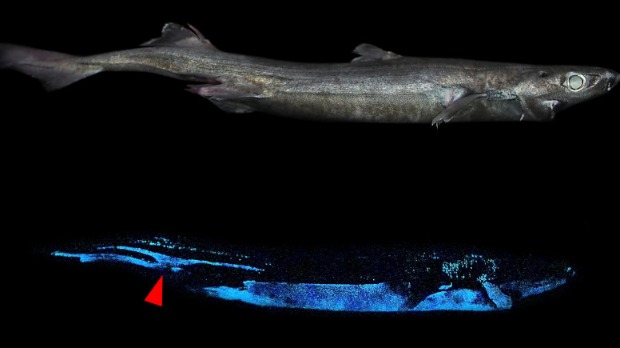 RTS :: Priroda :: Ajkule u morskim dubinama kod Novog Zelanda najveći ...