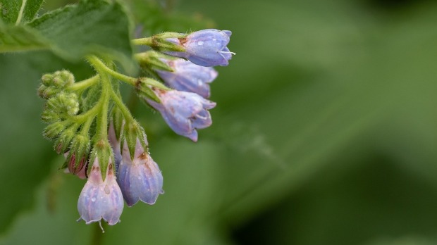 Gavez – čudotvorac za prelome i kožu, a listovi mogu i u omlet ...