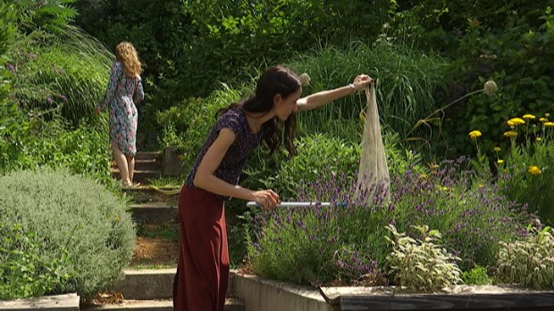 РТС :: Природа :: И ви можете да утичете на опстанак пчела - ево које ...