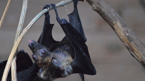 Slepi miš preleteo 2.000 kilometara, a onda ga ubila mačka | Priroda | RTS