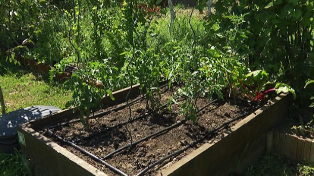 Sistem zalivanja kap po kap će vam uštedeti vreme i trud, ali i vodu ...