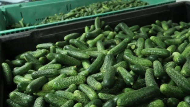 Čačanski recept za dobru prodaju kornišona | Srbija danas | RTS