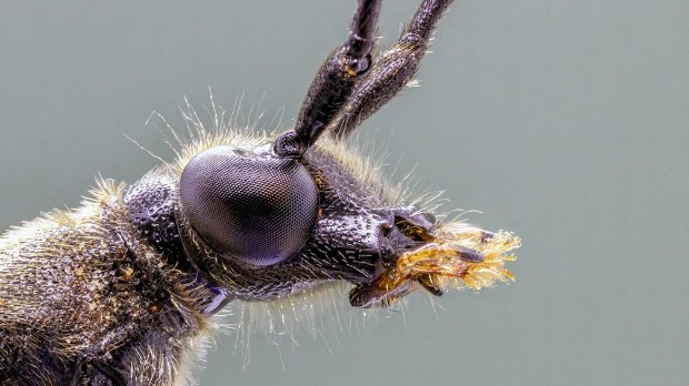 Svaka vrsta, pa i najmanja buba, ima ulogu u ekosistemu i od ...