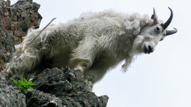 Lovac postao lovina – planinska koza ubila grizlija | Priroda | RTS