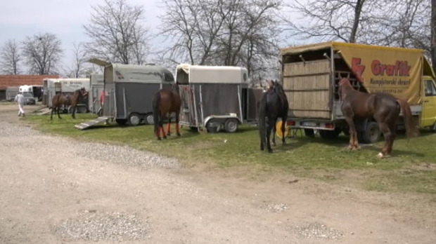 RTS :: Društvo :: Sve manji uzgoj konja u Srbiji – dolaze li ipak bolji ...