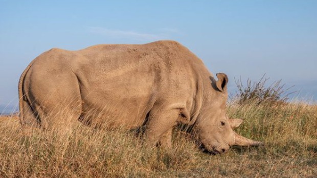 РТС :: Природа :: Остала само једна женка северног белог носорога у ...