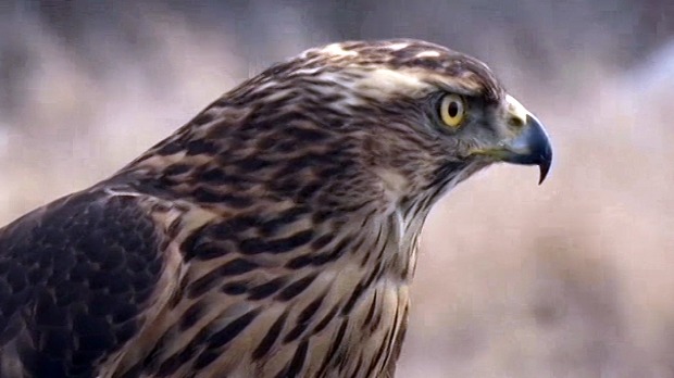 RTS :: Priroda :: Vrabac je navikao na čoveka, ali to ne uspeva svim ...