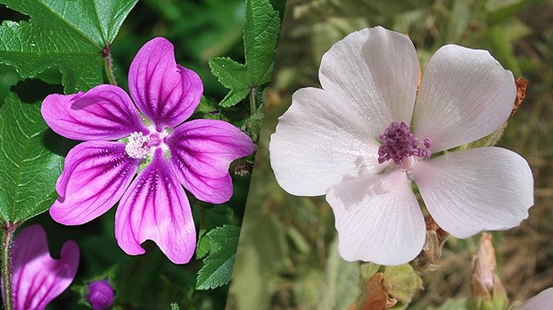 Moć belog i crnog sleza | Priroda | RTS