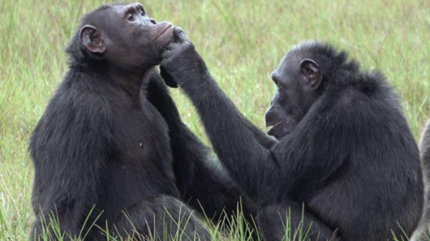 РТС :: Природа :: Шимпанзе умеју једне другима да лече ране, утврдили ...